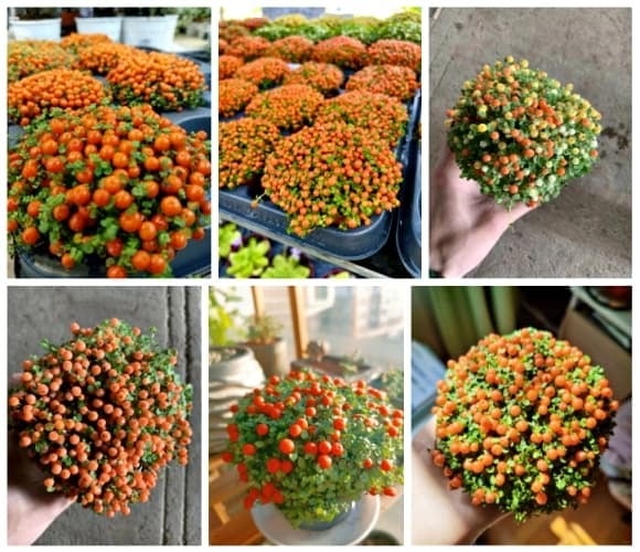 Bảo bối phong thủy Tết Bính Ngọ 2026: Bé xíu nhưng đỏ vận cả năm, tên ...