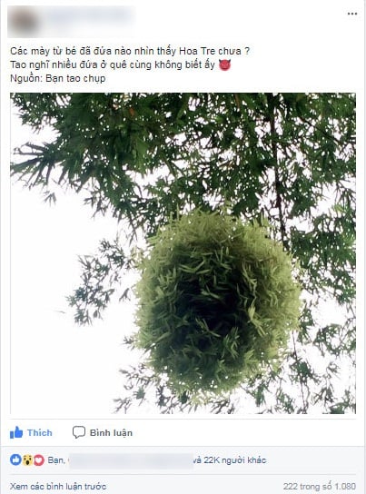 Hoa Tre Là Gì