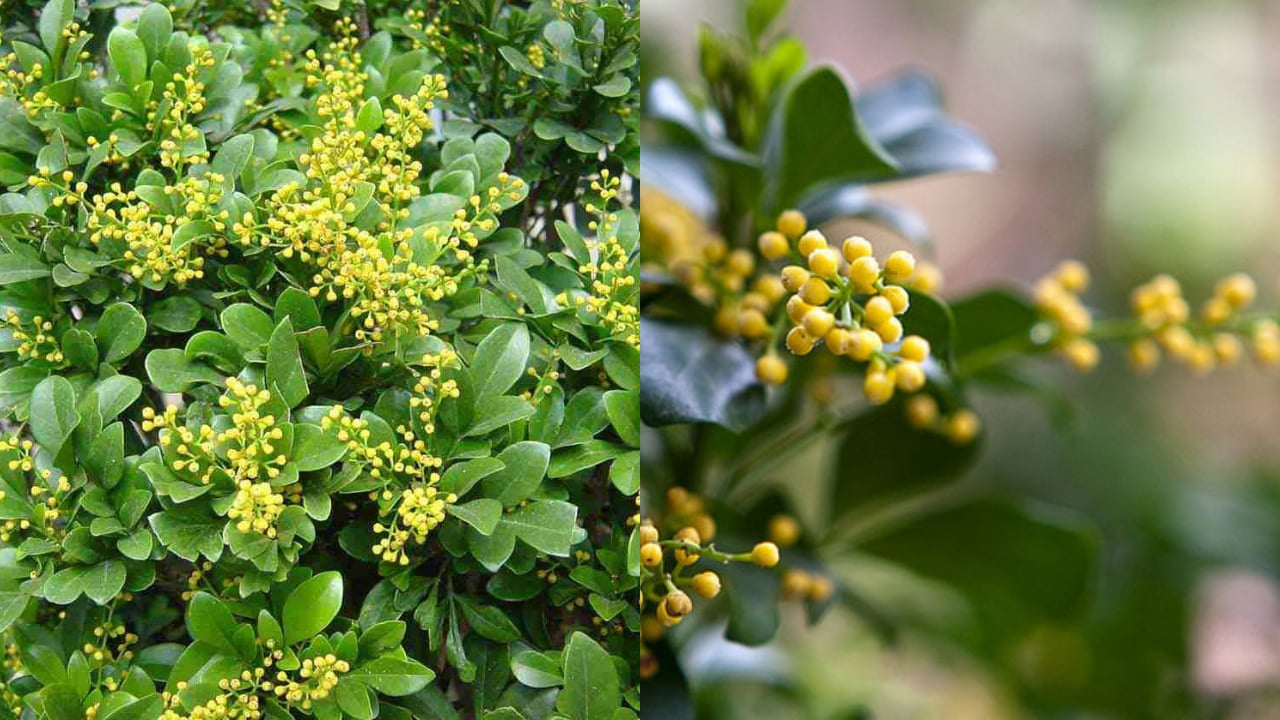 Cây cảnh dân dã hút tài lộc may mắn về nhà, hoa li ti mà nở hương thơm ngát