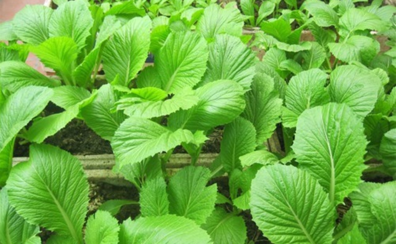 5 loại rau trồng dễ dàng ở ban công, chỉ cần 1 tháng là có thể hái ăn được