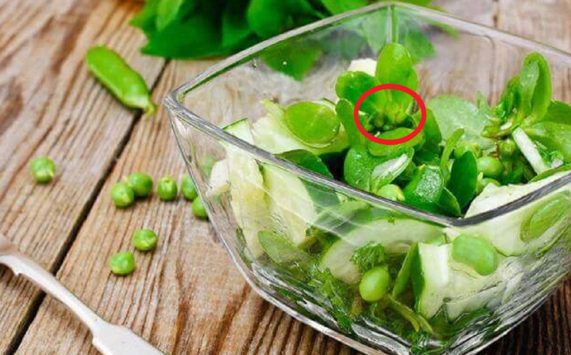 2 loại rau không lo ngậm thuốc trừ sâu, cái số 1 người Việt rất mê