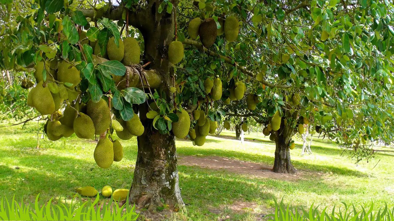 Xưa kia gỗ mít rất quý, được làm tượng thờ, tại sao người xưa lại kiêng ...