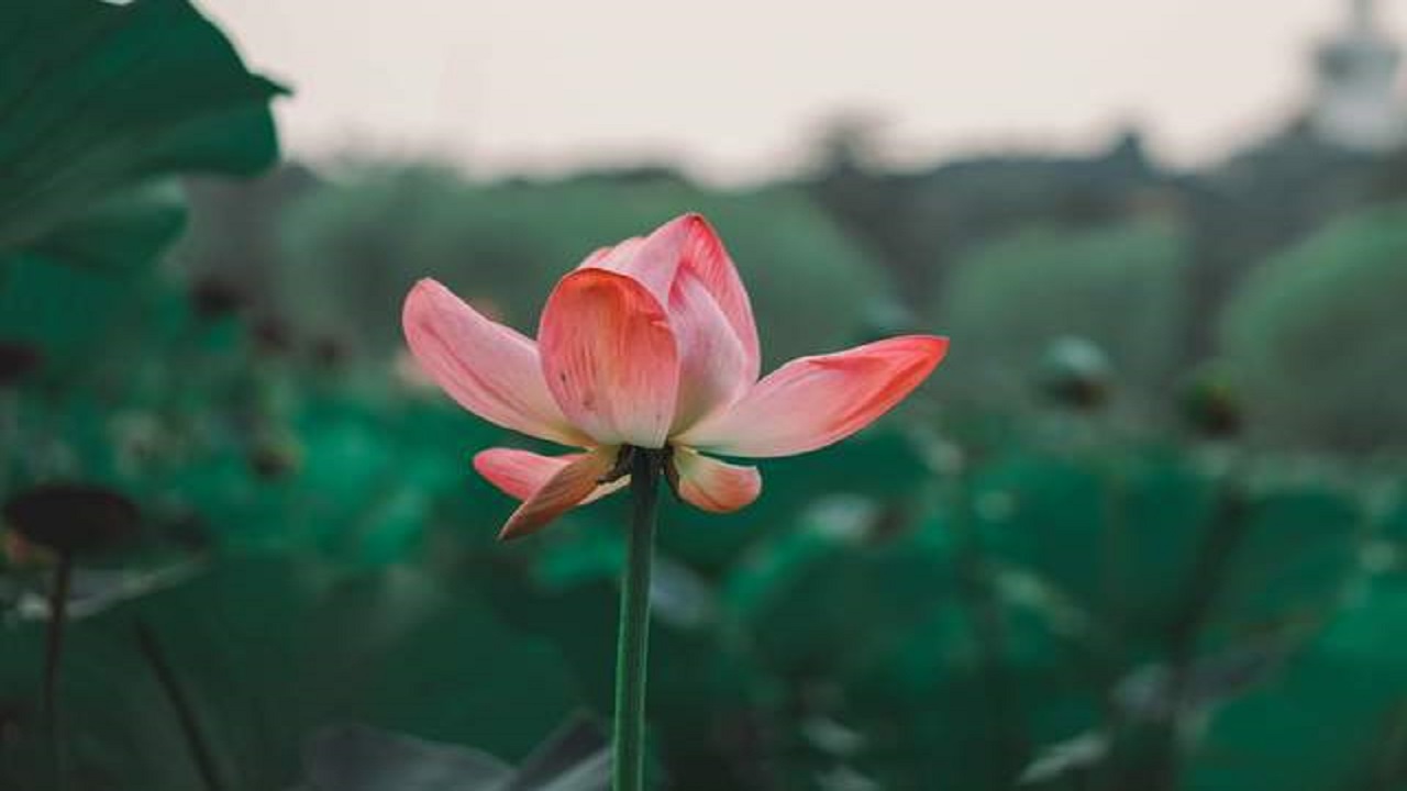 Một ''con át chủ bài'' tốt nhất trong kiếp người, nhất định bạn phải có