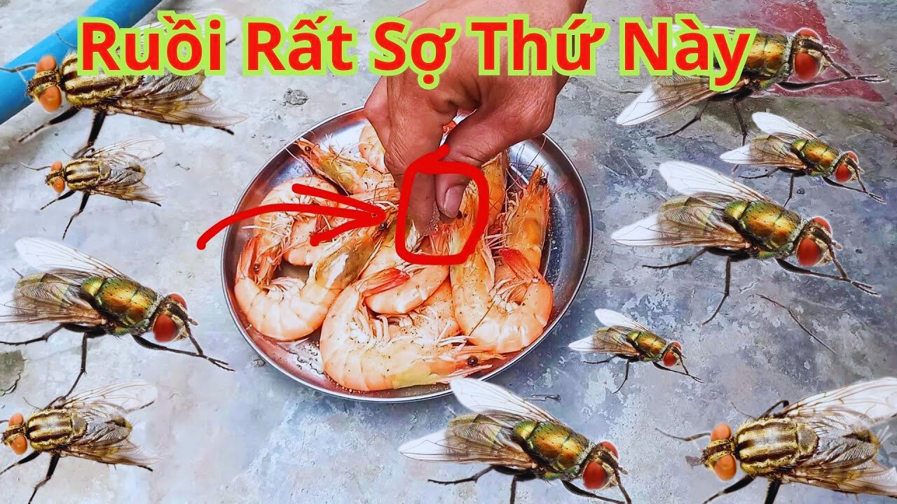 Mẹo cực hay khiến lũ ruồi biến mất khỏi nhà bạn không dấu vết