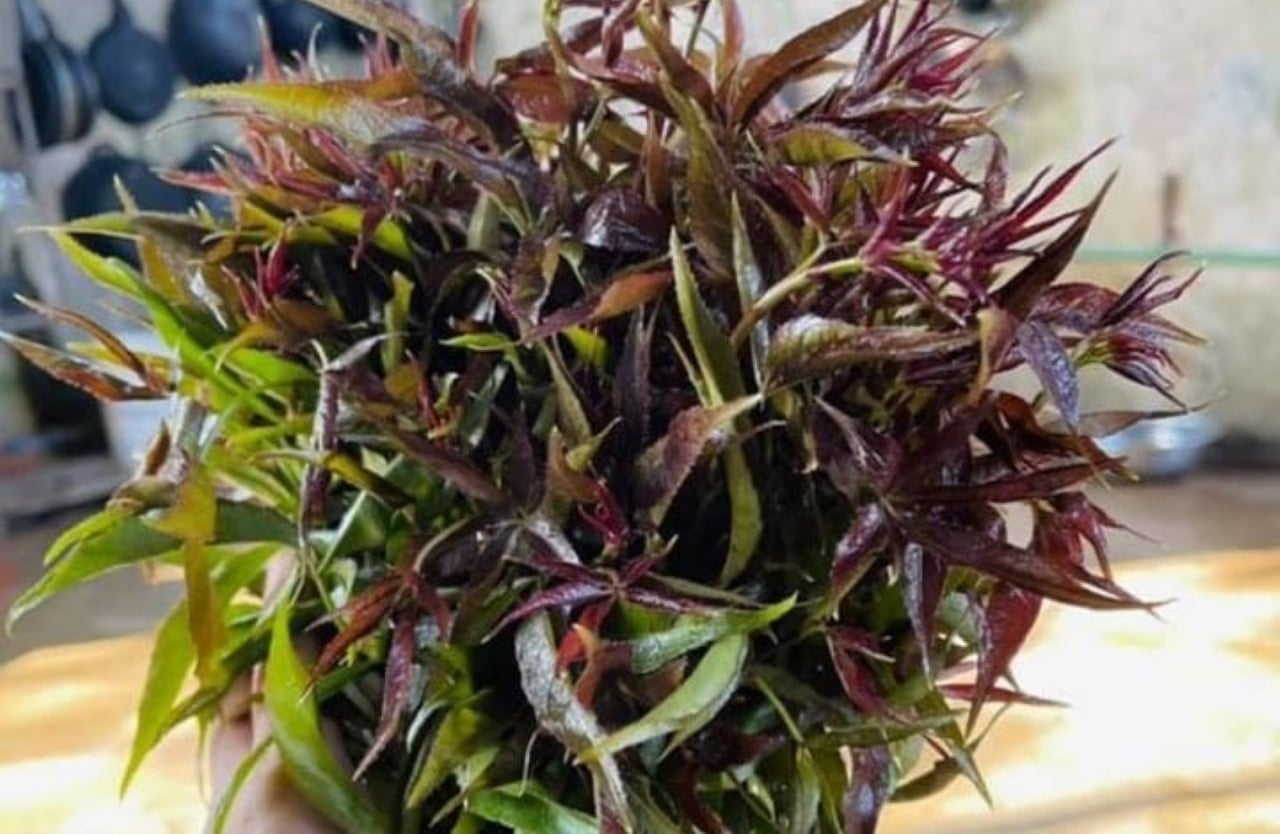 Từ loài rau dại ở hàng rào, trở thành đặc sản nhà hàng, khách sạn, bán ...