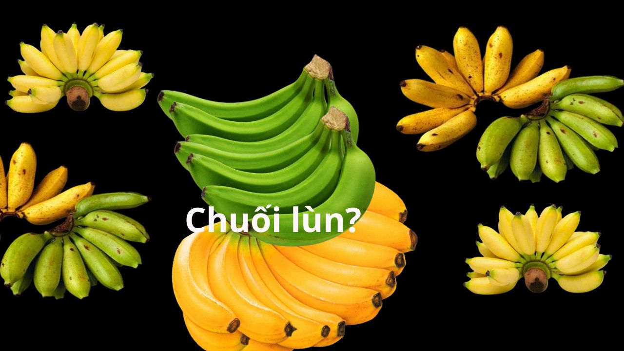 Tại sao chuối tiêu được gọi là chuối lùn mặc dù quả to dài hơn so với ...