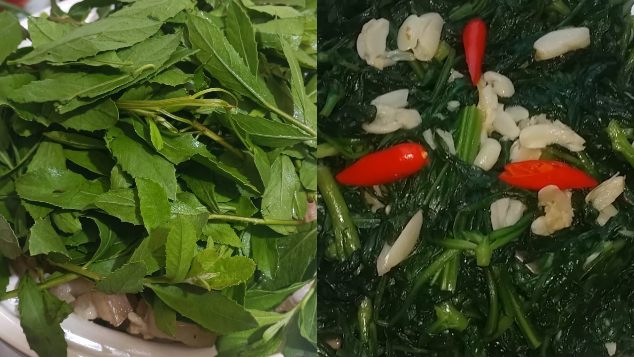 Từ cây hàng rào đến ‘thần dược’: Cúc tần - vị thuốc quý chữa dạ dày ...