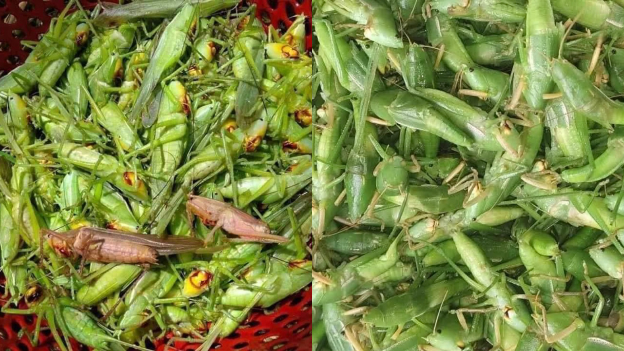 ‘Tôm bay’: Đặc sản giàu dinh dưỡng, đắt đỏ hơn cả tôm hùm nhưng lại rất ...