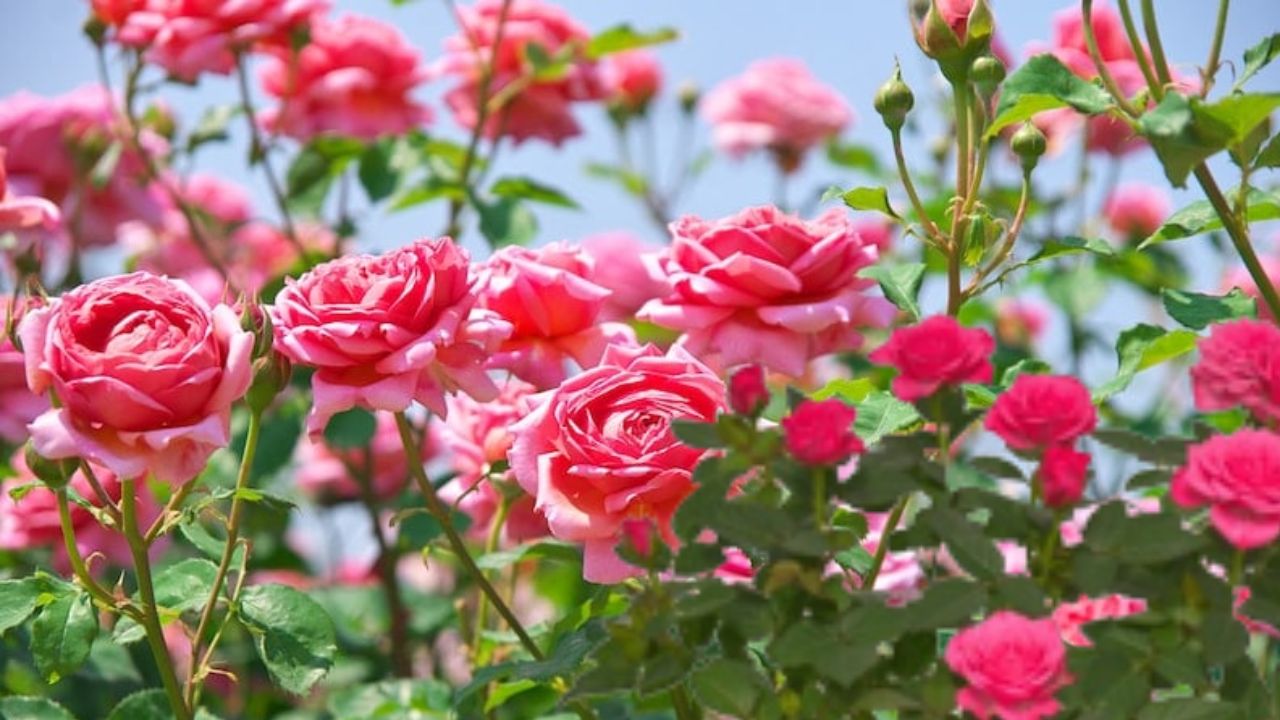 Thứ nước bỏ đi lại là dinh dưỡng vàng cho hoa hồng, chịu khó tưới chậu ...