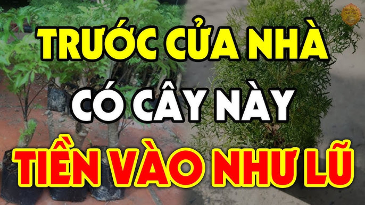 5 loại cây trồng trước nhà hút tài lộc đuổi vận xui, trồng sau nhà trấn ...