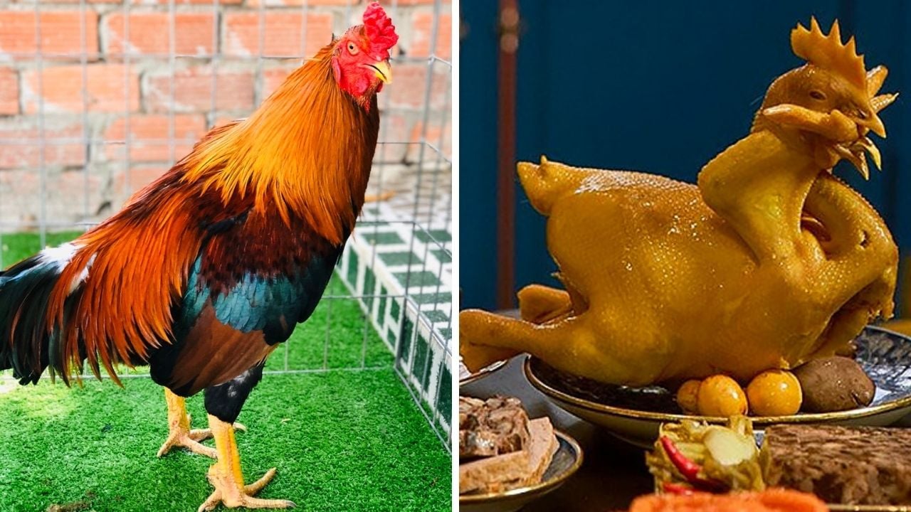 Mua gà đừng chỉ chọn con to: Cứ nhìn vào điểm này sẽ chọn được gà ngon ...