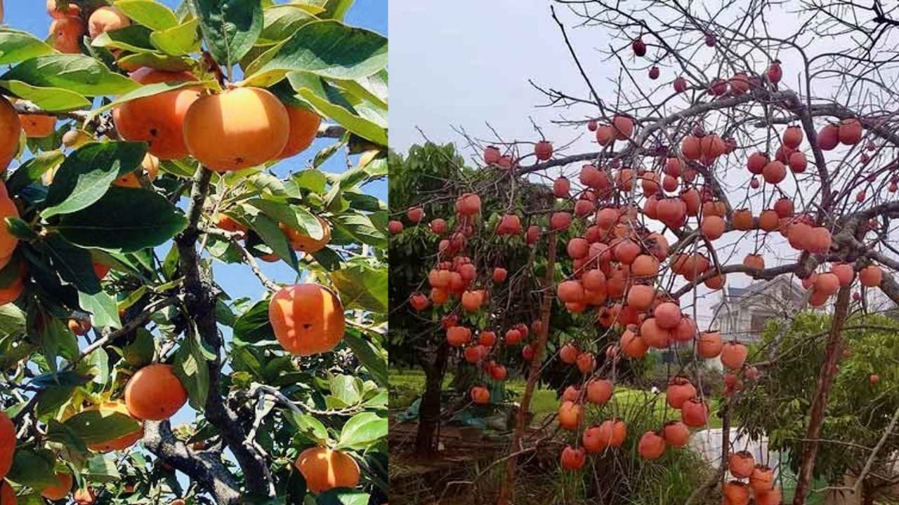 Người xưa nói trồng cây này trước nhà như vàng như bạc, con cháu hưng ...