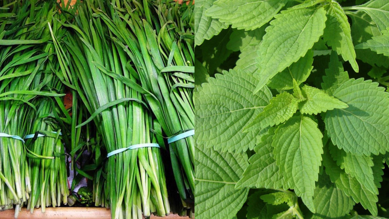 5 loại rau gia vị giúp đánh bay bệnh tật, tăng cường sức khoẻ, có sẵn ...