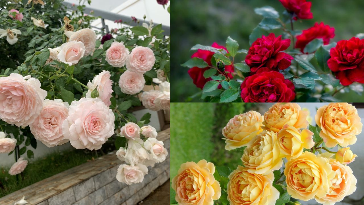 Trồng cây hoa hồng cứ chịu khó tưới thứ nước bỏ đi này, Tết 2025 chậu ...