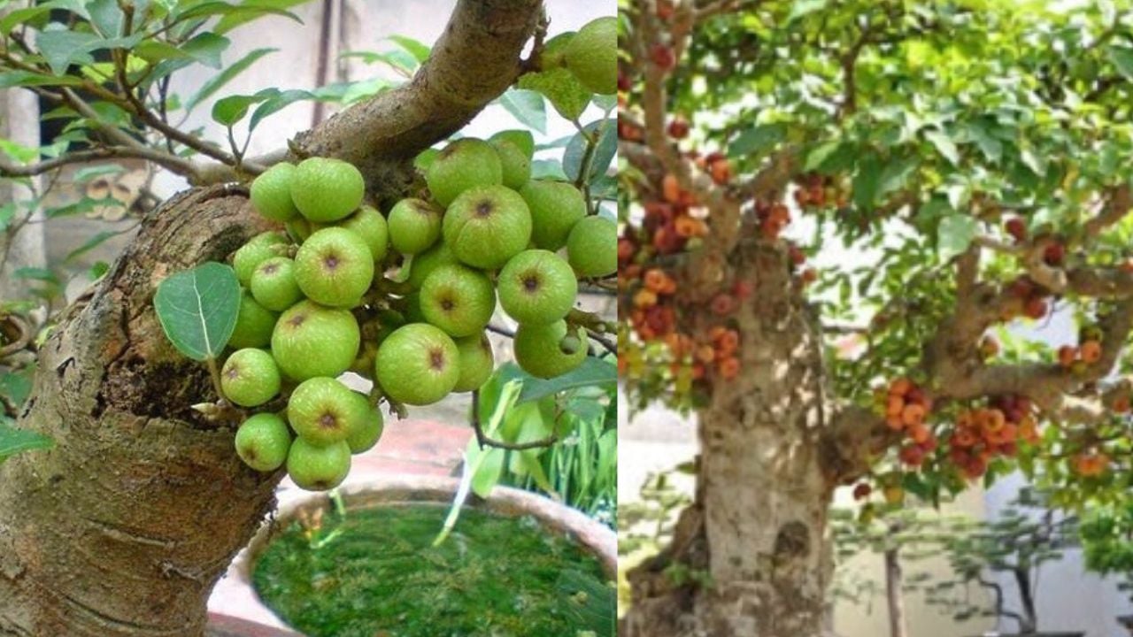 Cổ nhân dặn đừng quên: Trồng cây sung nhớ đặt cạnh 2 cây này gia đình ...