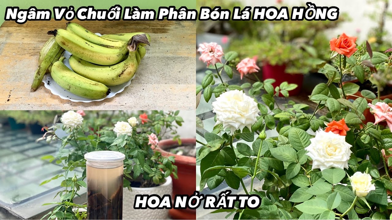 Chôn 'thứ vứt đi' này dưới gốc hoa hồng, cành lá xanh tươi, hoa nở rực ...