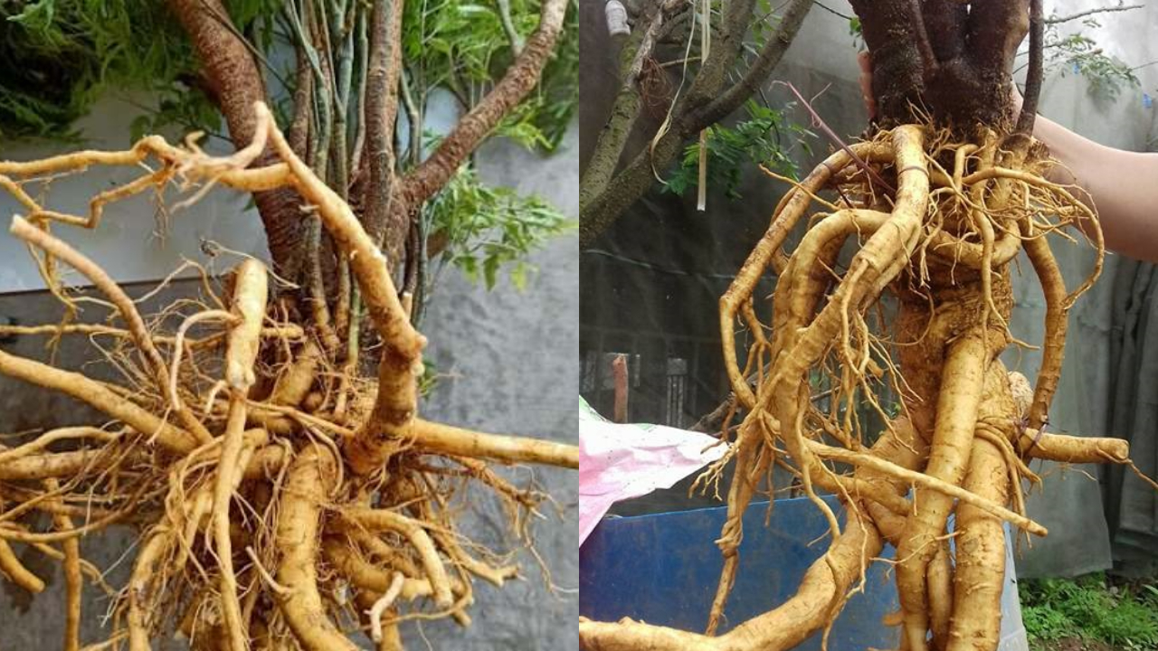 1 loại rễ cây được ví như ‘nhân sâm’ của người nghèo, rất tốt nhưng có ...