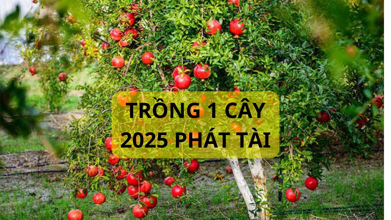 Năm 2025 có nên trồng cây lựu cảnh trước nhà? Ý nghĩa bất ngờ mà người xưa dùng cây lựu nhiều ...