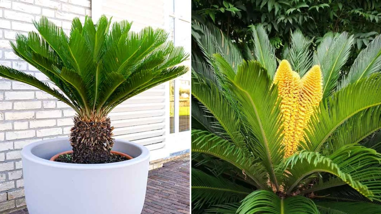 5 cây cảnh hiếm ra hoa, một khi nở hoa là có điềm báo đặc biệt, gia chủ ...