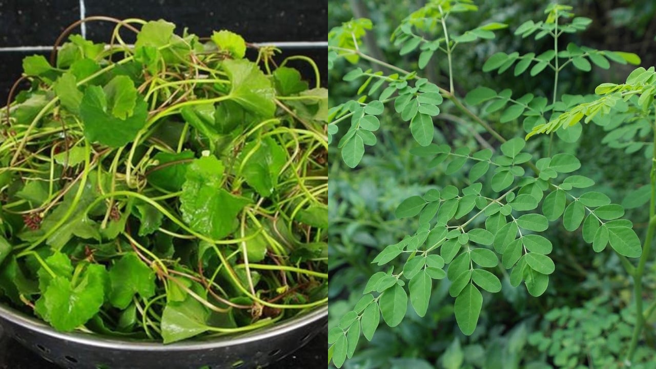 Rau dại mọc đầy vườn hoá ra là ‘thần dược’ tốt ngang nhân sâm, ai cũng ...