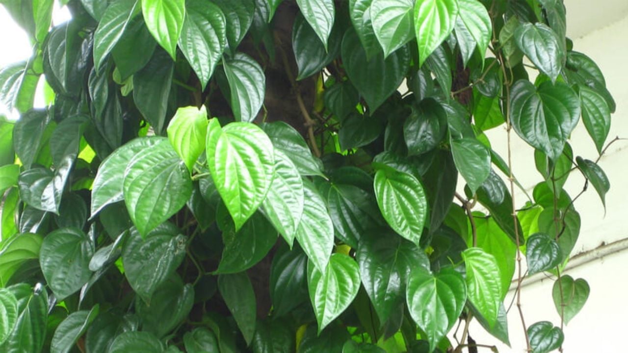 Trồng cây trầu không rất tốt cho phong thủy nhưng đặt sai là mất lộc ...