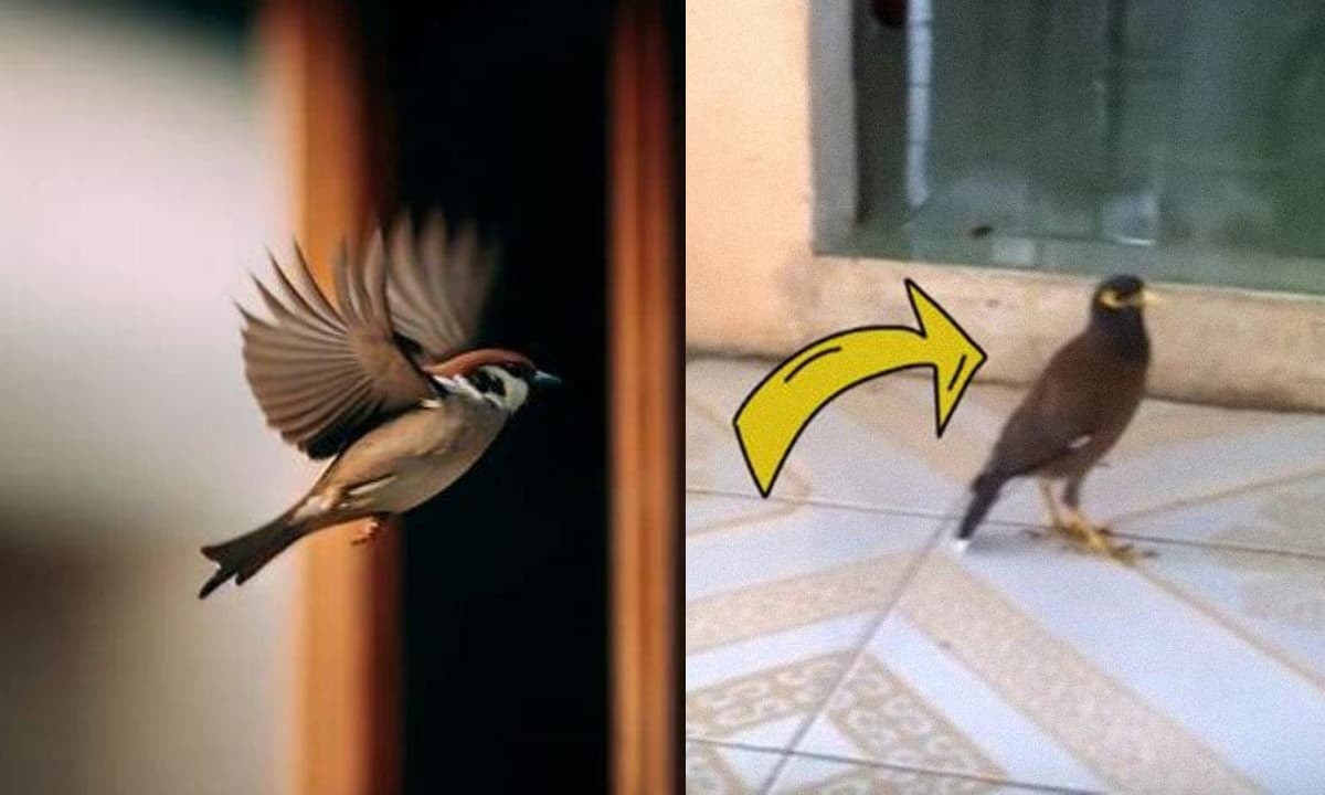 Ông bà ta dặn: '2 con chim bay vào cửa, không giàu cũng có lộc to', là ...