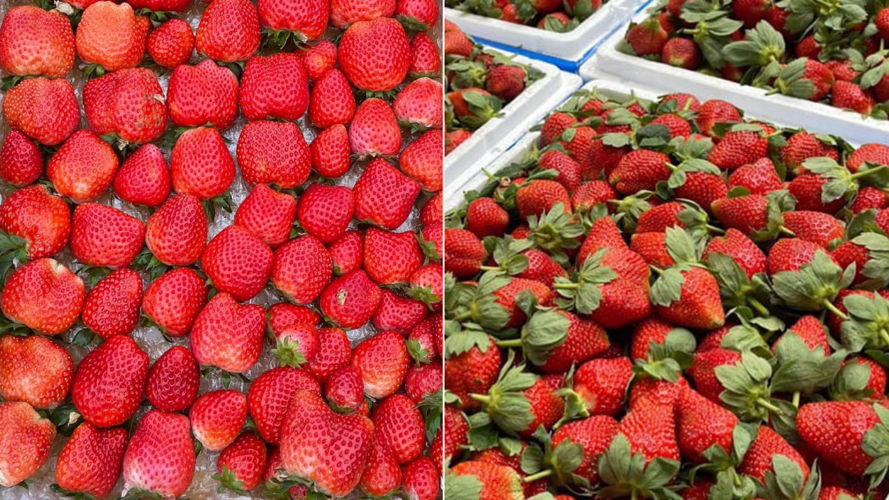 Người bán chỉ mẹo phân biệt dâu tây Trung Quốc với dâu tây Mộc Châu