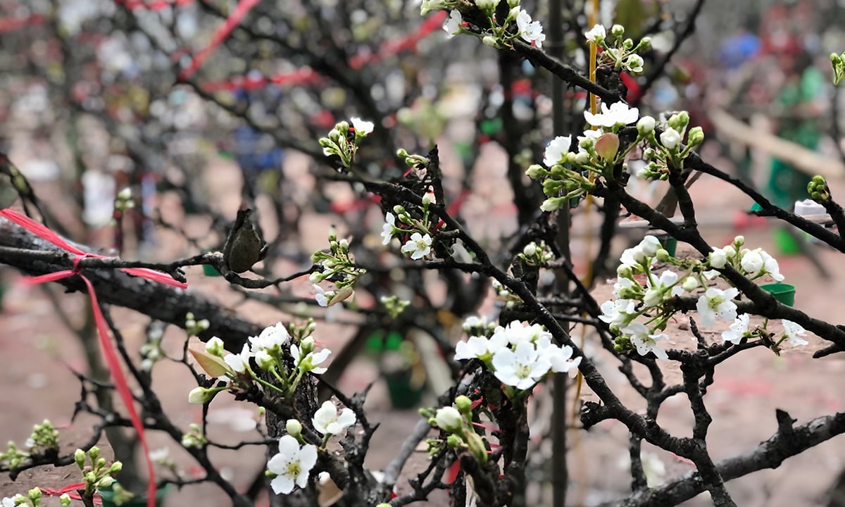 Cẩm nang chơi cành lê: Nở hoa dày đặc, không hôi, tươi lâu đến 3 tháng