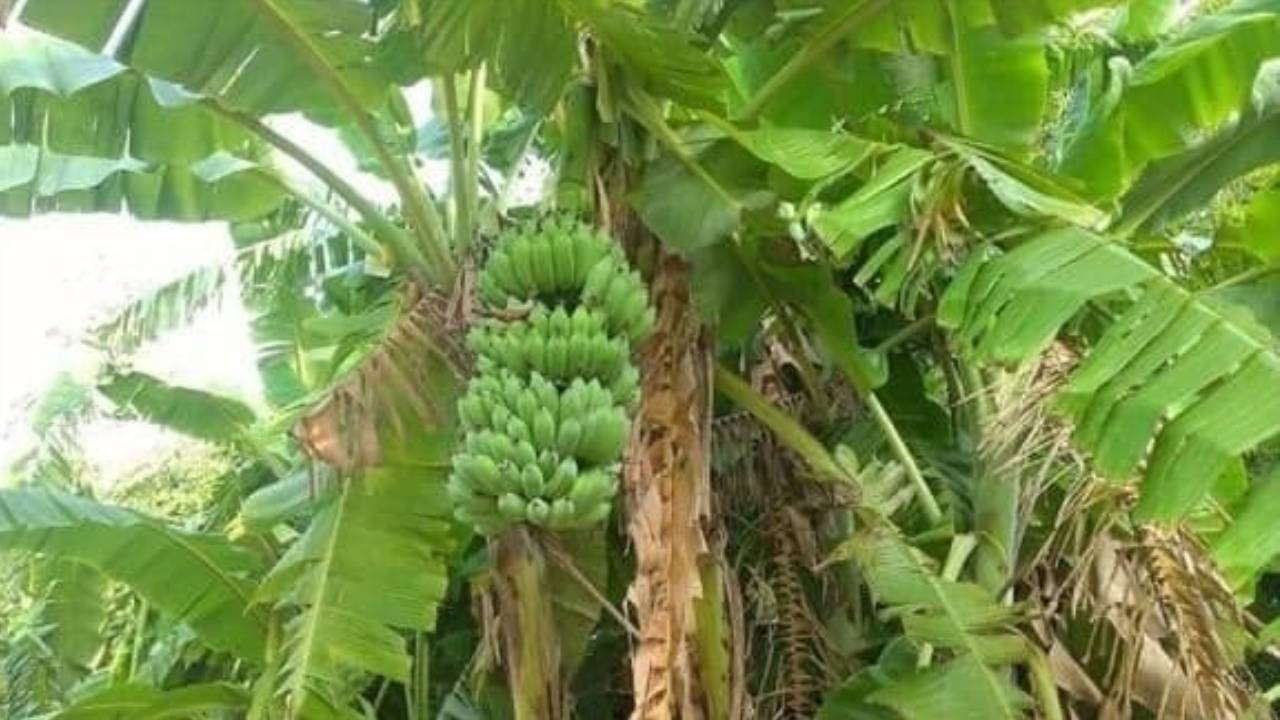 Tổ Tiên dặn dò: '4 cây trồng trước nhà sớm muộn cũng bại vong, trồng ...