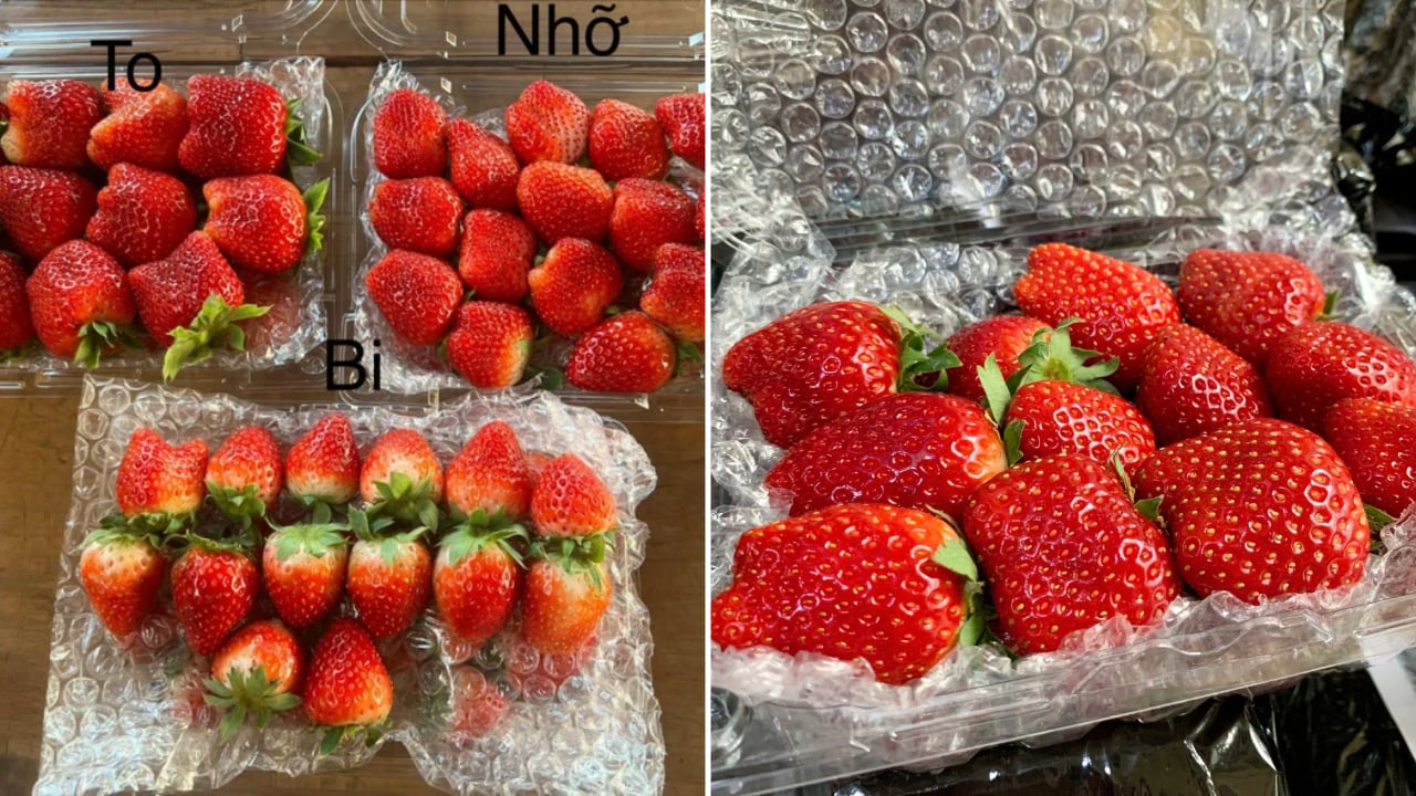 Mua dâu tây cứ nhìn vào điểm này, lựa đúng loại dâu Mộc Châu chín ngọt