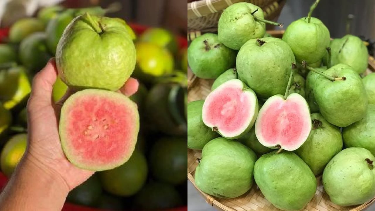 Loại quả một thời bị lãng quên, nay thành đặc sản hot khiến dân thành phố săn lùng: 55.000 đồng ...