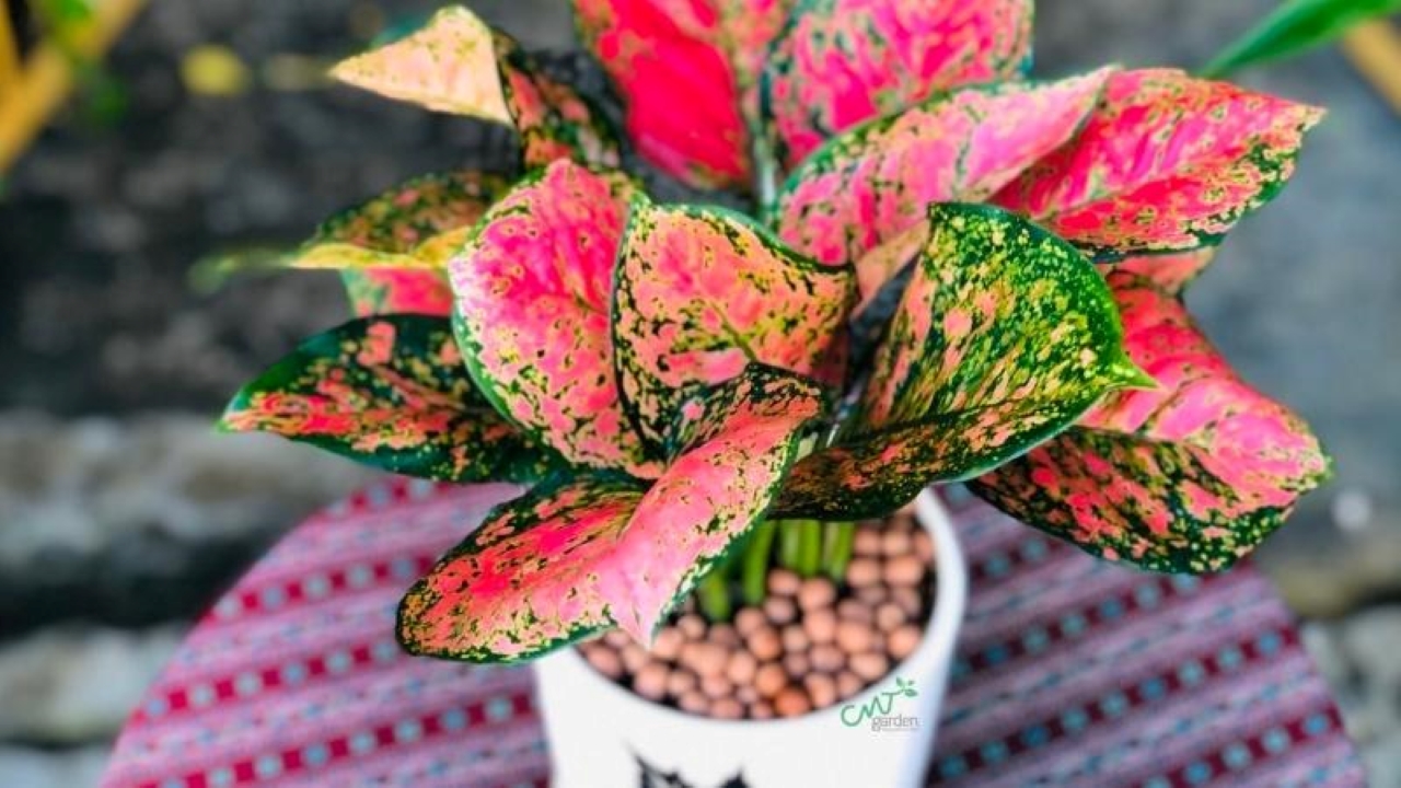 Trồng cây vạn lộc, như cái tên, mang lại nhiều may mắn và thuận trong ...