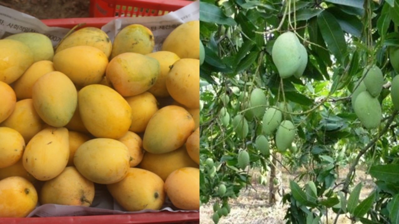 Loài quả quê một thời bị lãng quên, nay ‘lột xác’ thành đặc sản, hương vị độc đáo khiến dân ...