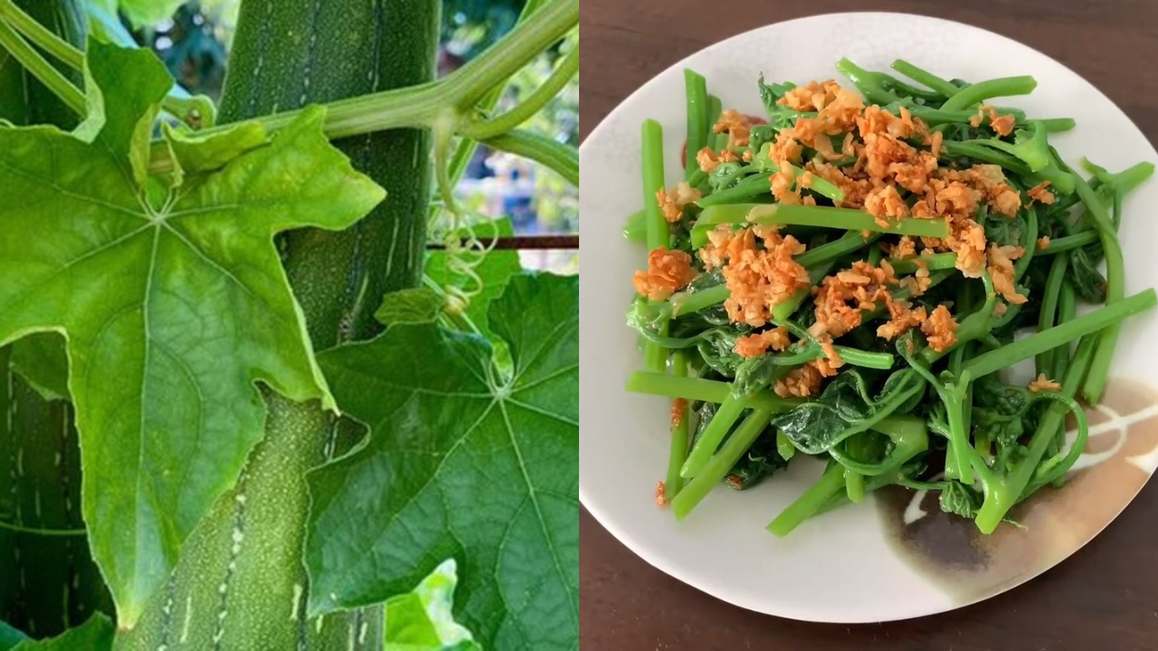 Lá rụng vô danh ngày xưa, nay trở thành đặc sản đắt giá được dân thành phố săn lùng