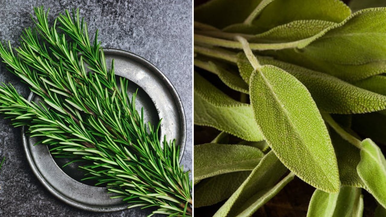 6 loại lá giúp khử mùi hôi cơ thể, càng dùng người càng thơm, mùi dễ ...