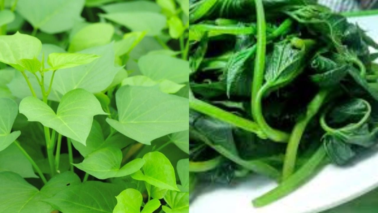 Rau khoai lang được người Nhật ca ngợi là rau trường thọ, vì sao? Bạn có thích loại rau này không?