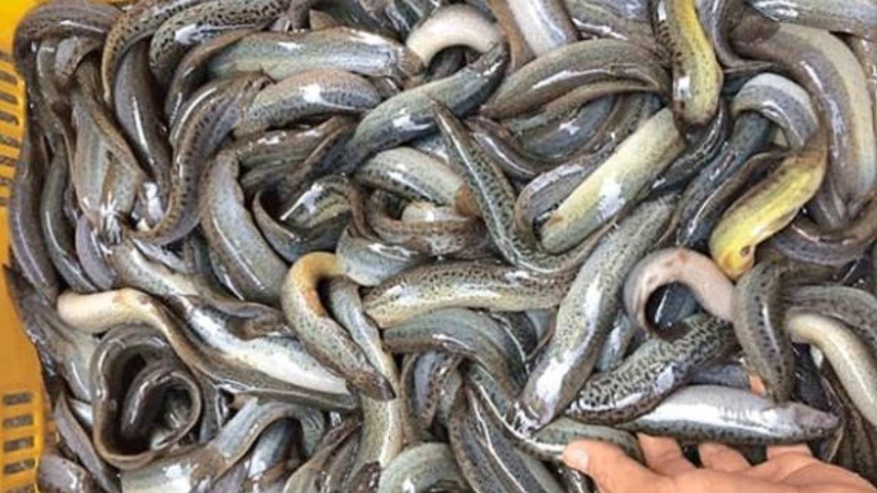 Loài cá được ví như 'nhân sâm dưới nước' giúp tăng cường sinh lực, quý ...