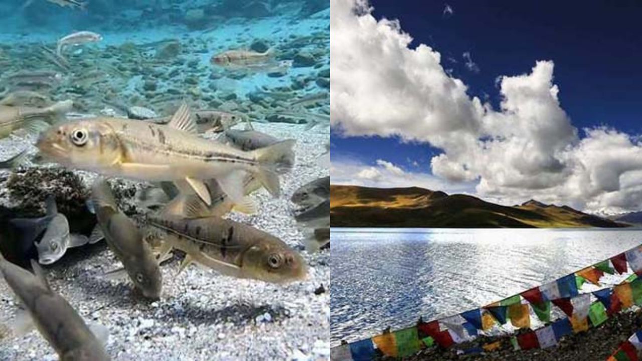 Huyền bí Tây Tạng: Vì sao người dân không đánh bắt cá để ăn?