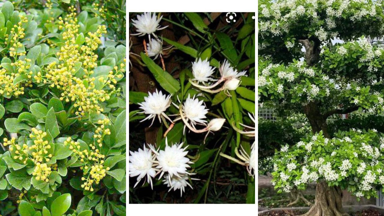 7 loài cây thơm hơn hoa hồng, đẹp hơn hoa giấy: Trồng 1 cây trong nhà ...