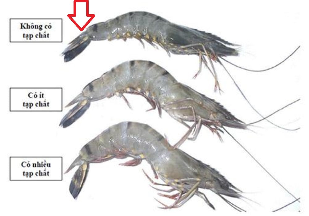 Đi chợ chọn tôm: Cứ nhìn vào chỗ này mà lựa, tôm tươi ngon 10 con chuẩn ...