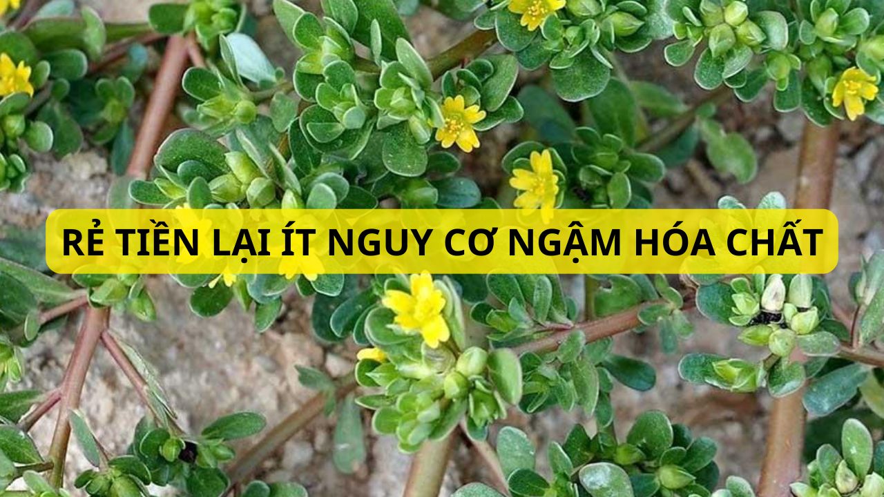 Loại rau dại xưa để cho lợn nay thành đặc sản vàng xanh, giá cực rẻ lại ...