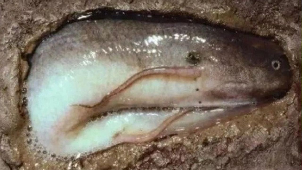Loài cá duy nhất sống 5 năm không cần nước, không ăn vẫn béo mập như thường