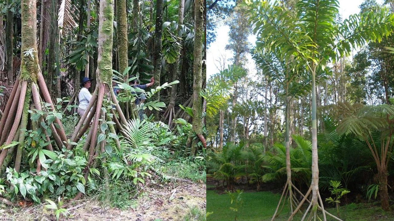 Loài cây này biết đi, hàng năm di chuyển 20 mét. Ngỡ ngàng nhà khoa học ...