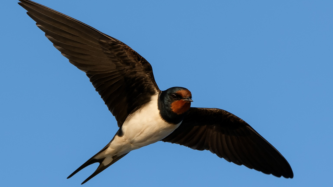 Loài chim ngủ khi đang bay – Bí mật kỳ diệu của thiên nhiên khiến con ...