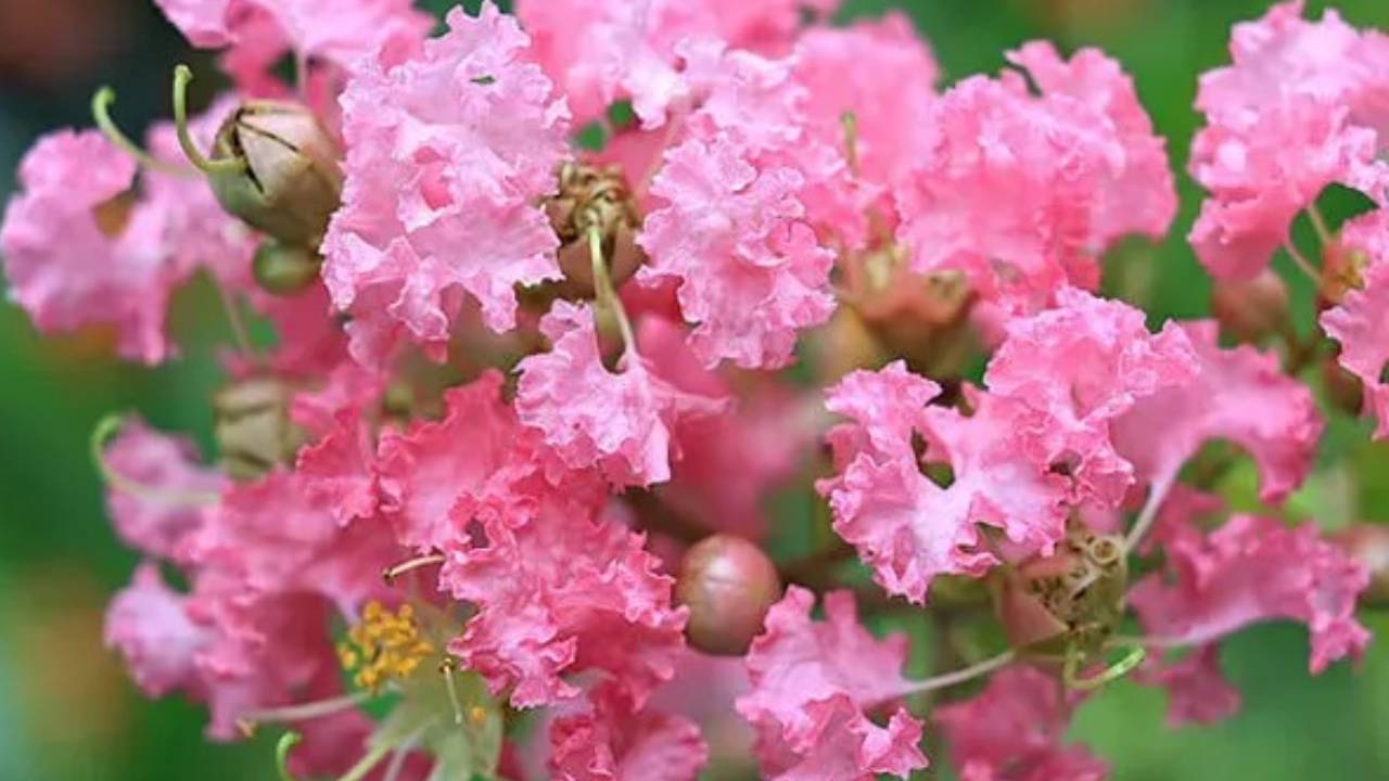 4 loại hoa thu hút tài lộc nuôi dưỡng con người, mang lại thịnh vượng gia đình