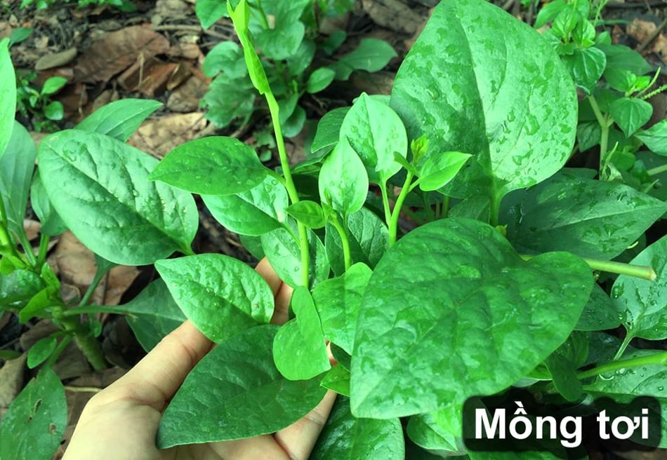 6 loại rau nhặt lá đừng ném bỏ cành, đem cắm xuống đất quanh năm được ...