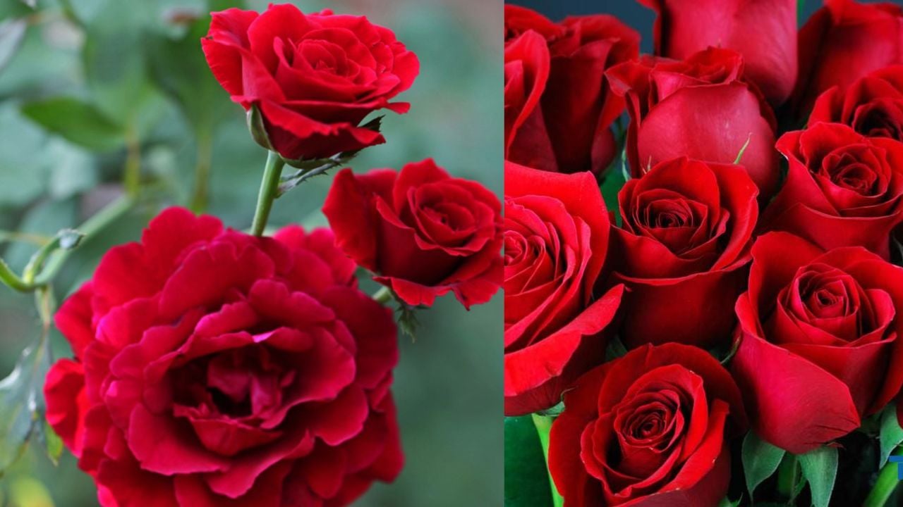 Thắp hương Hoa Hồng Đỏ, cẩn thận phạm 3 Đại Kỵ Phong Thủy, mất lộc giàu sang, hứng vận xui lục đục