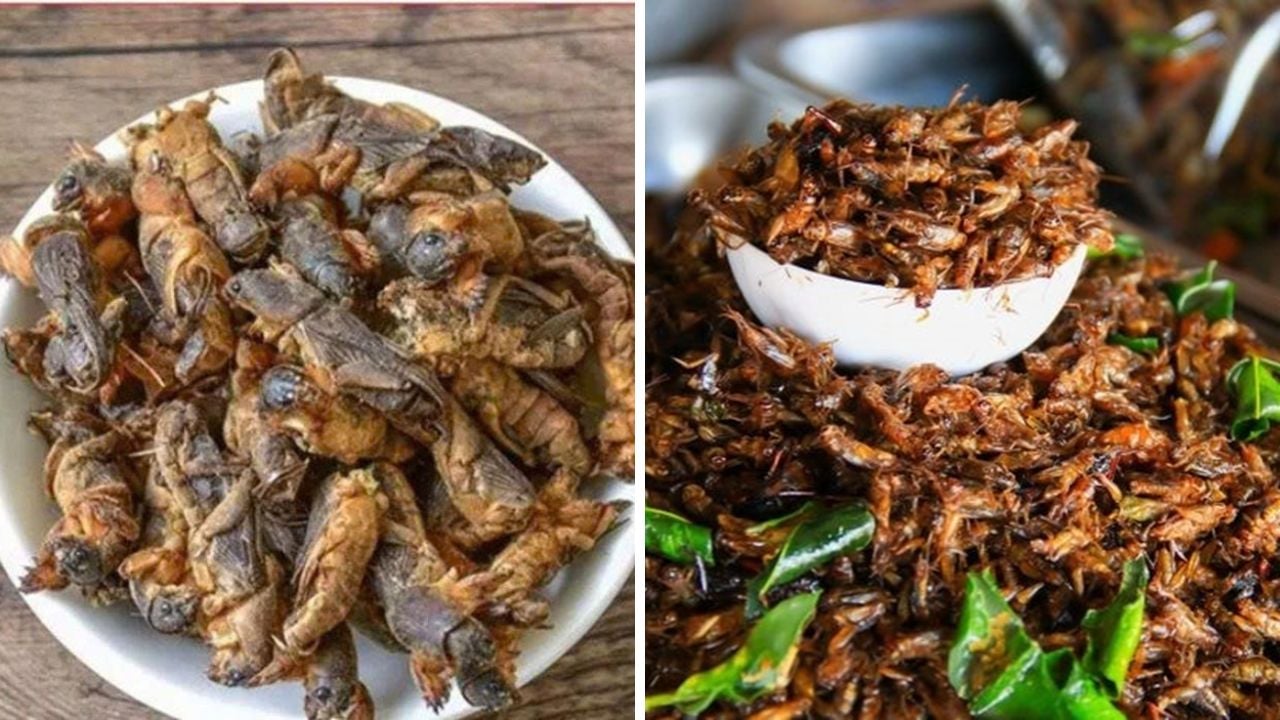 Loài vật 'chó đất' xưa bị vứt bỏ, nay là đặc sản gần 1 triệu/kg: Ở quê ...