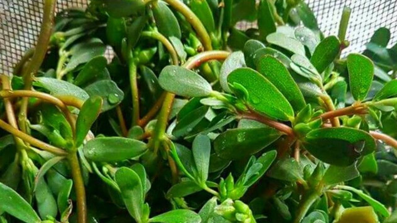 Rau sam: Rau dại rẻ tiền nhưng lợi ích tuyệt vời, thành đặc sản thời ...