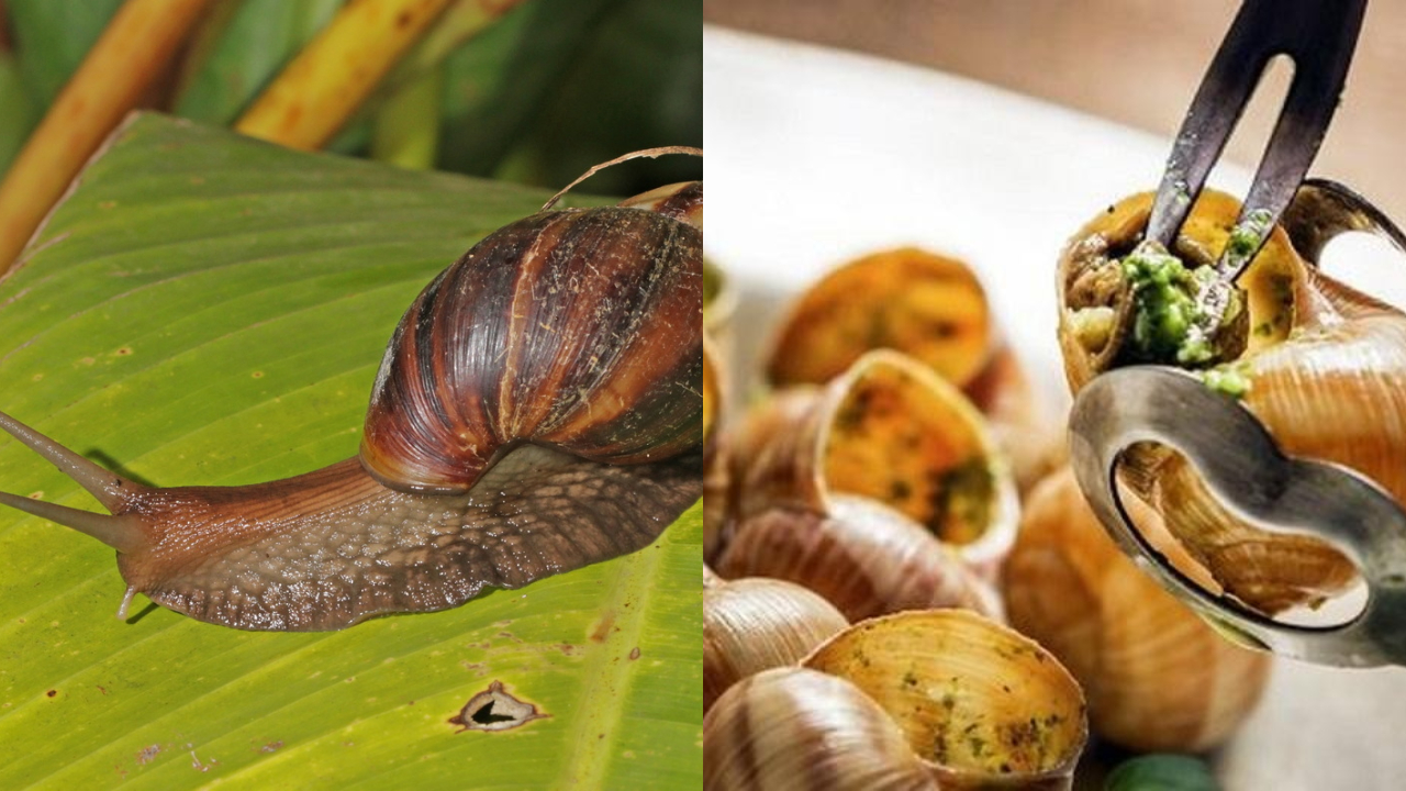 Ốc sên hoa – Đặc sản từng bị nhiều người sợ “khiếp vía”, giờ gây sốt với giá chỉ 120.000 đồng/kg